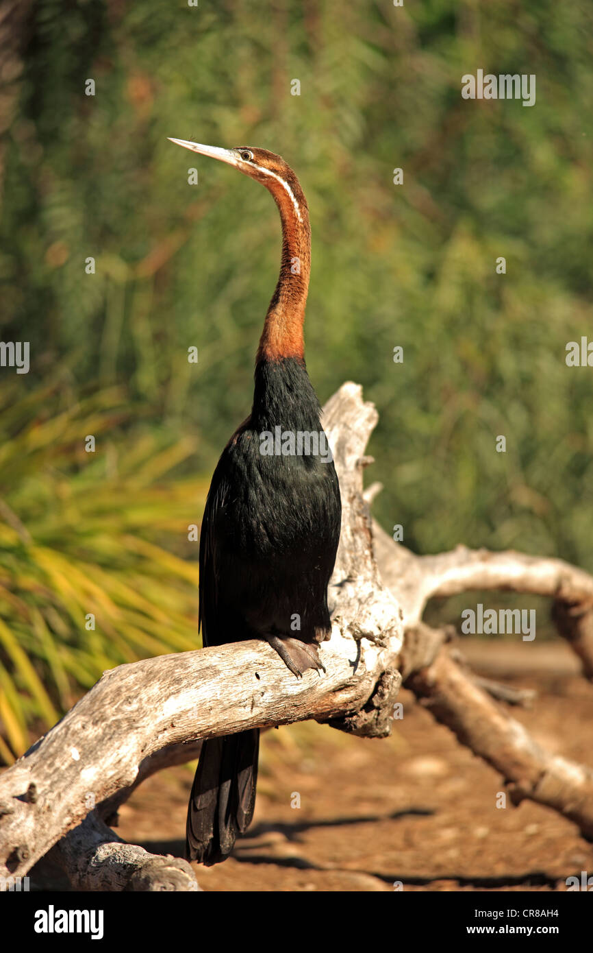 Dard africain ou Snakebird Anhinga rufa) (adultes, perché, Afrique ...