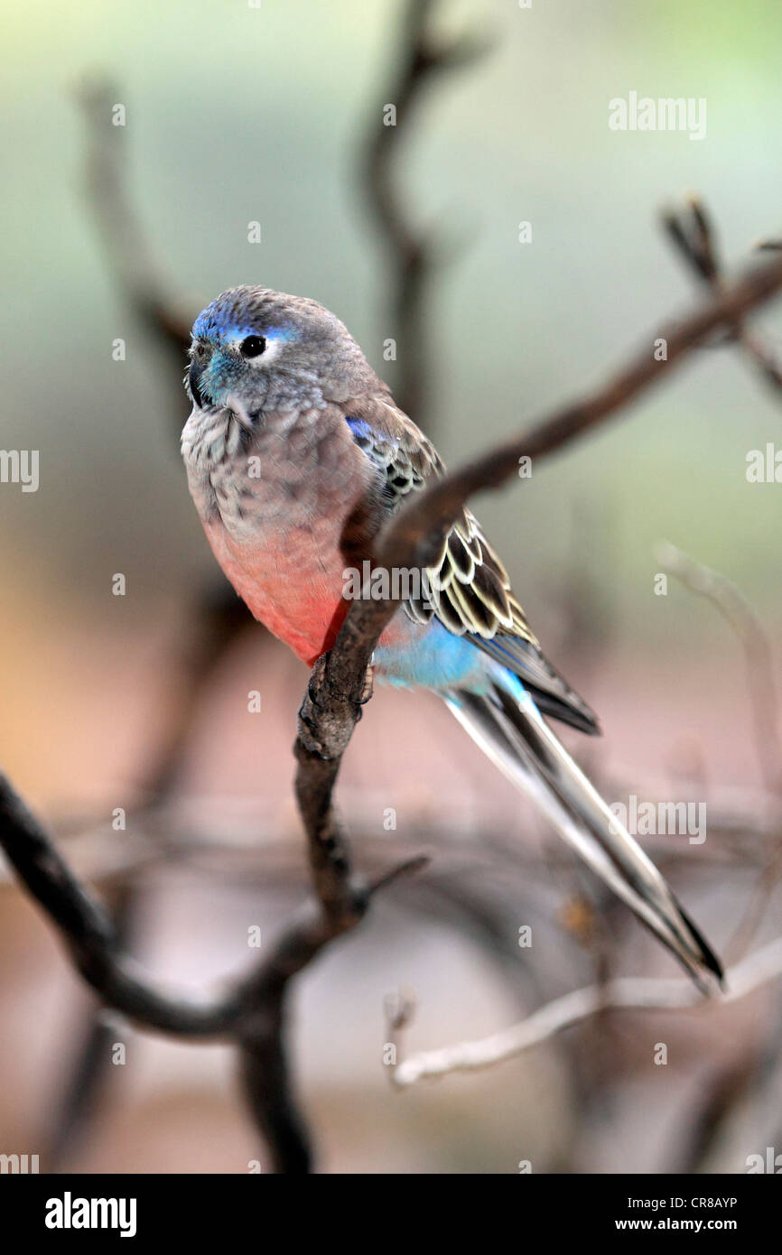 Bourke parrot Banque de photographies et d’images à haute résolution ...