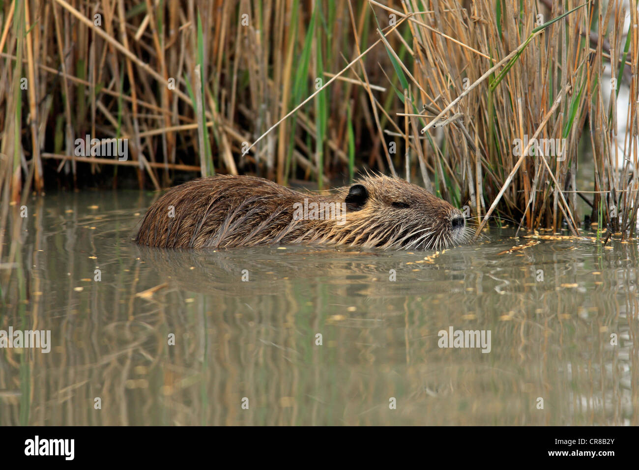 Nutra rat Banque de photographies et d’images à haute résolution - Alamy
