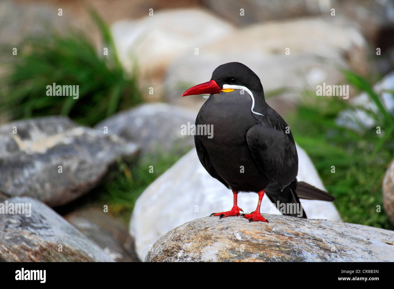 Sternes inca sternes larosterna inca Banque de photographies et d ...
