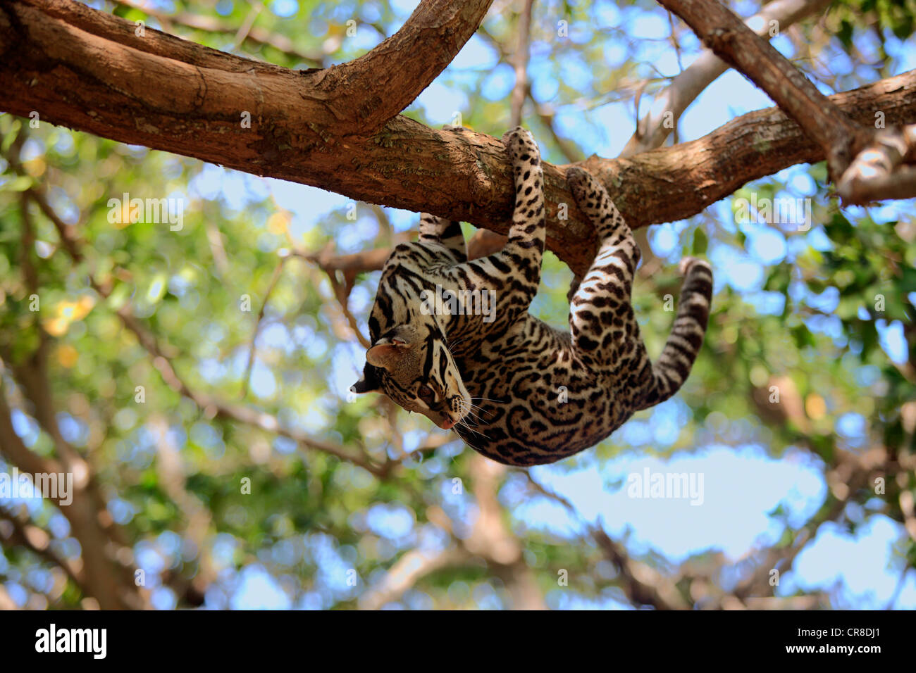 Ocelot d'arbre Banque de photographies et d’images à haute résolution ...