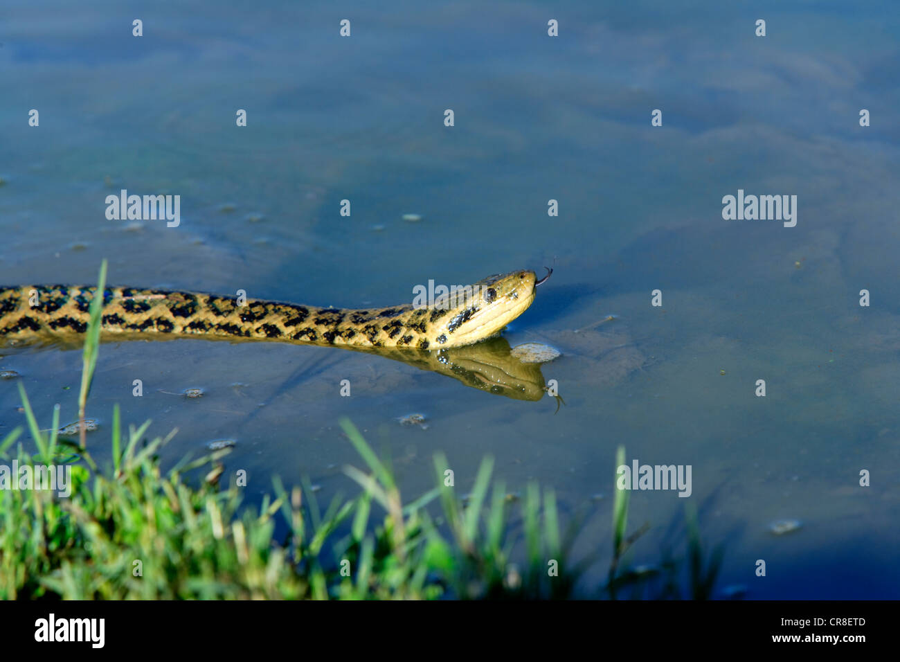 Anaconda paraguayen Banque de photographies et d’images à haute ...