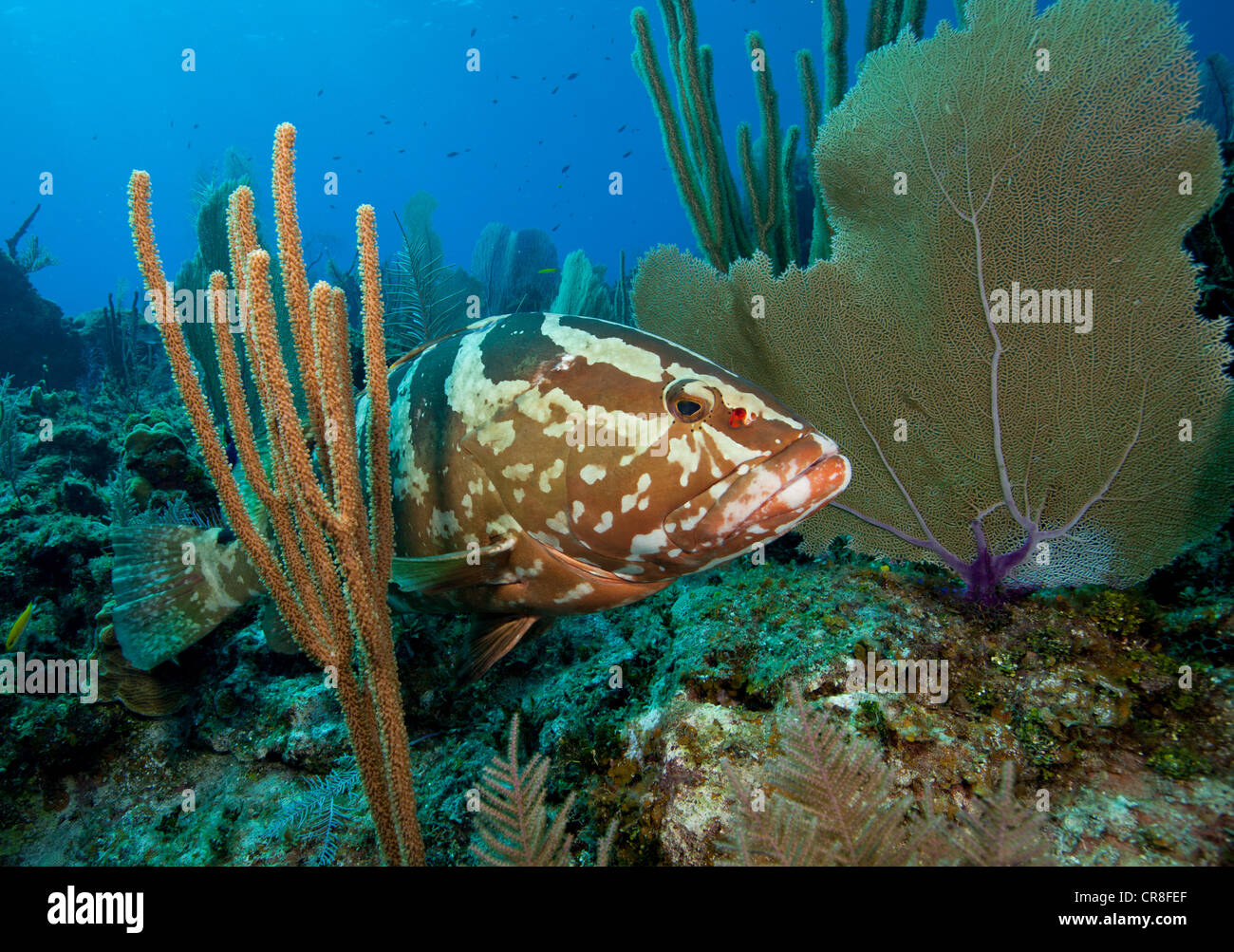 Merou brun Banque de photographies et d’images à haute résolution - Alamy