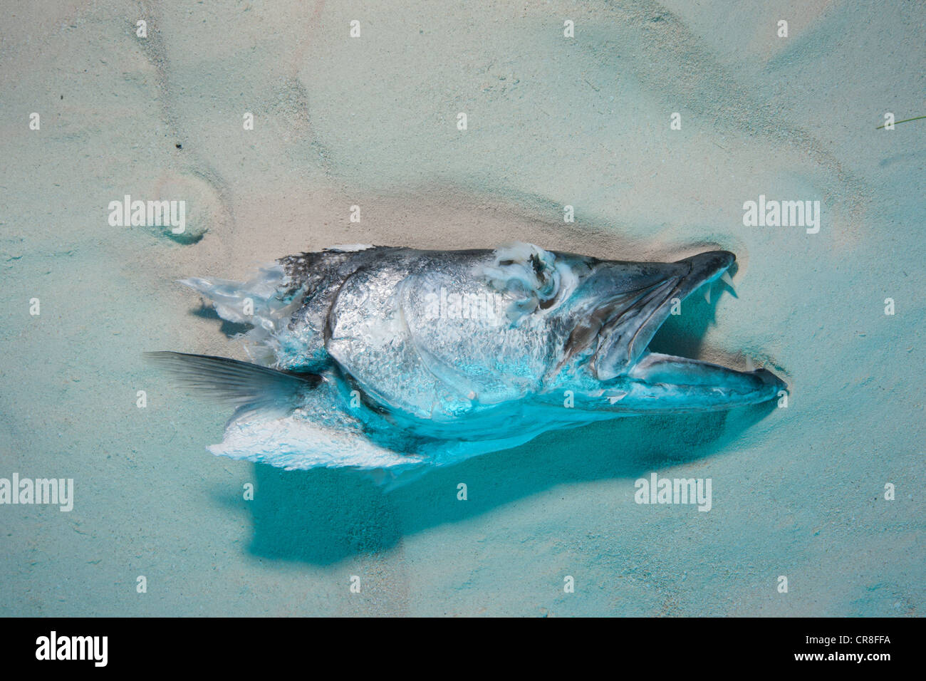 Tete De Poisson Banque d'image et photos - Alamy
