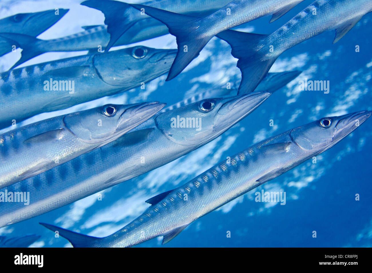 Banc De Barracuda Banque d'image et photos - Alamy