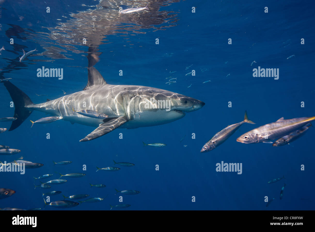 Requin Point Blanc Banque d'image et photos - Alamy