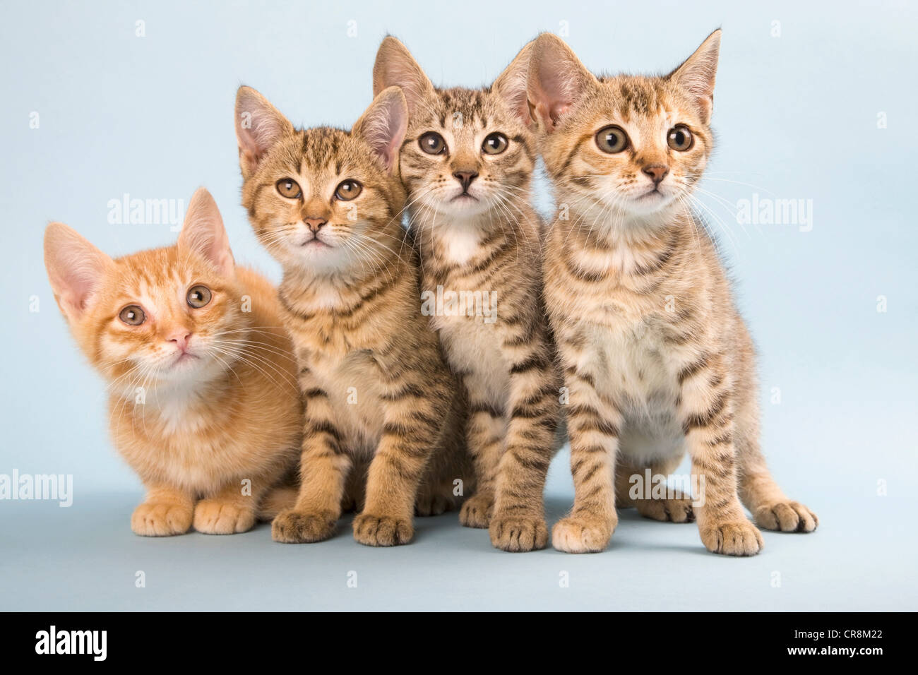 Des chat Banque de photographies et d’images à haute résolution - Alamy