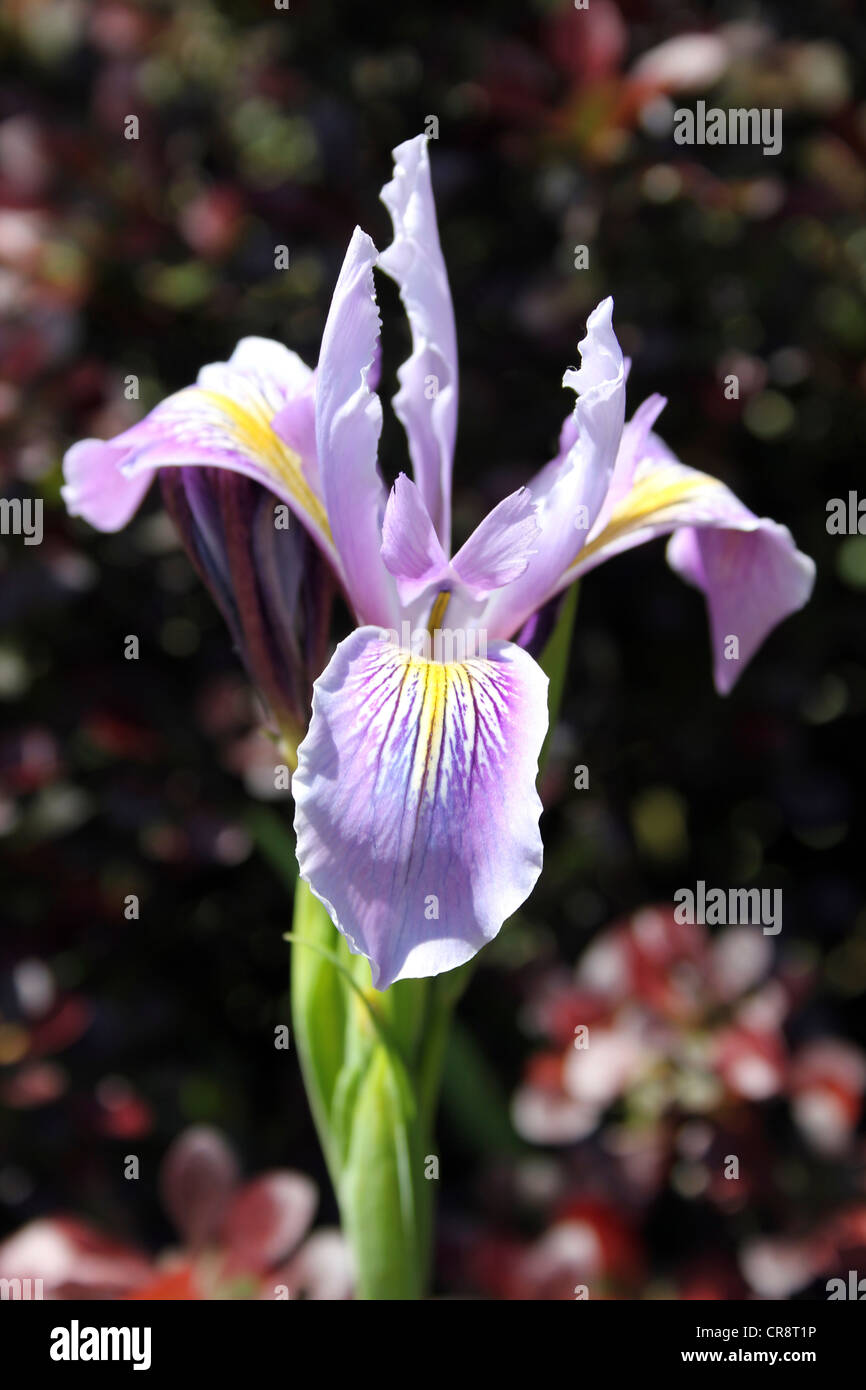 Larger Blue Flag Iris Iris Versicolor Banque d'image et photos - Alamy