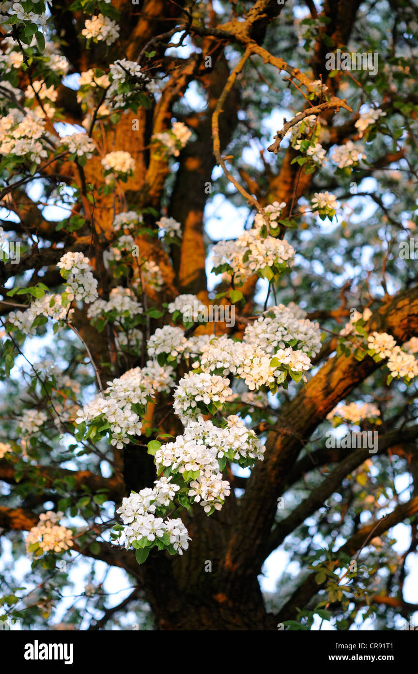 Fleurs de poirier en pleine floraison Banque de photographies et d ...
