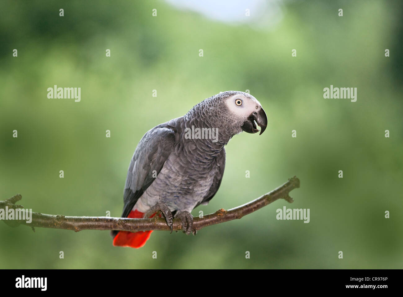 African grey parrot Banque de photographies et d’images à haute ...