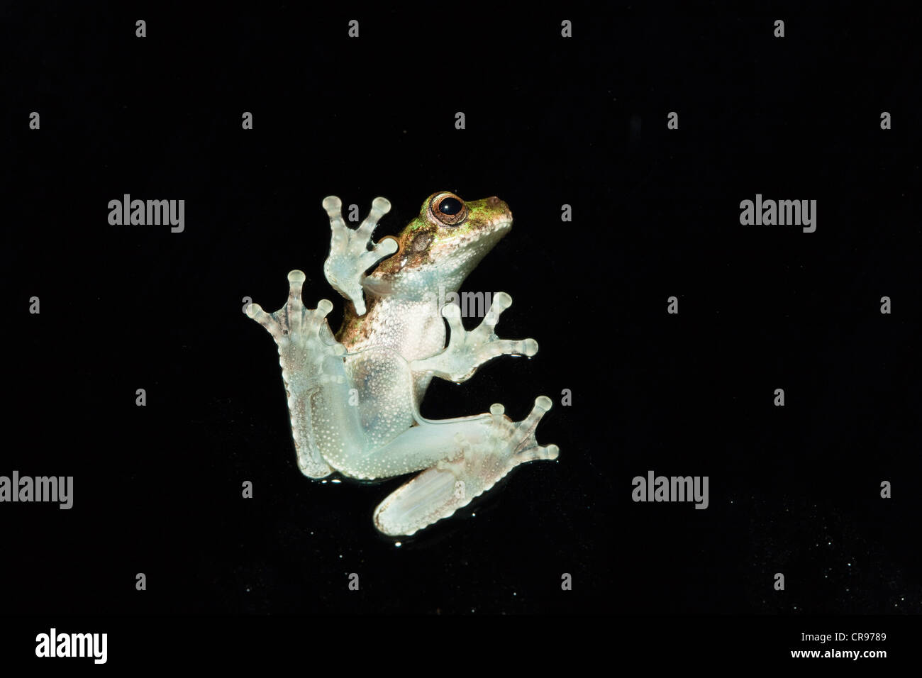Litoria genimaculata Banque de photographies et d’images à haute ...