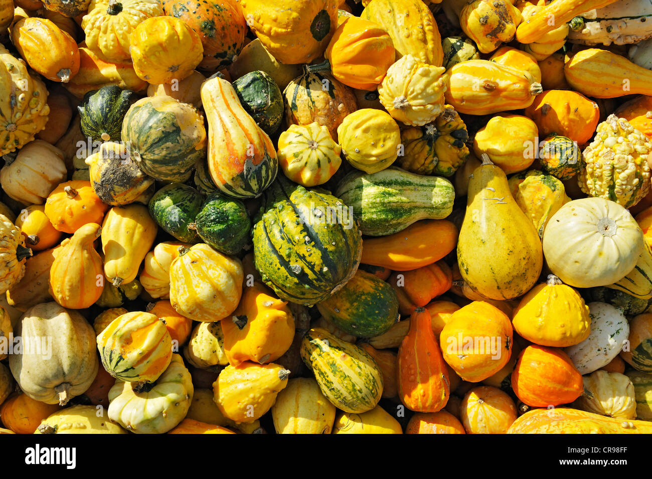 Gourdes ornementales Banque de photographies et d’images à haute ...