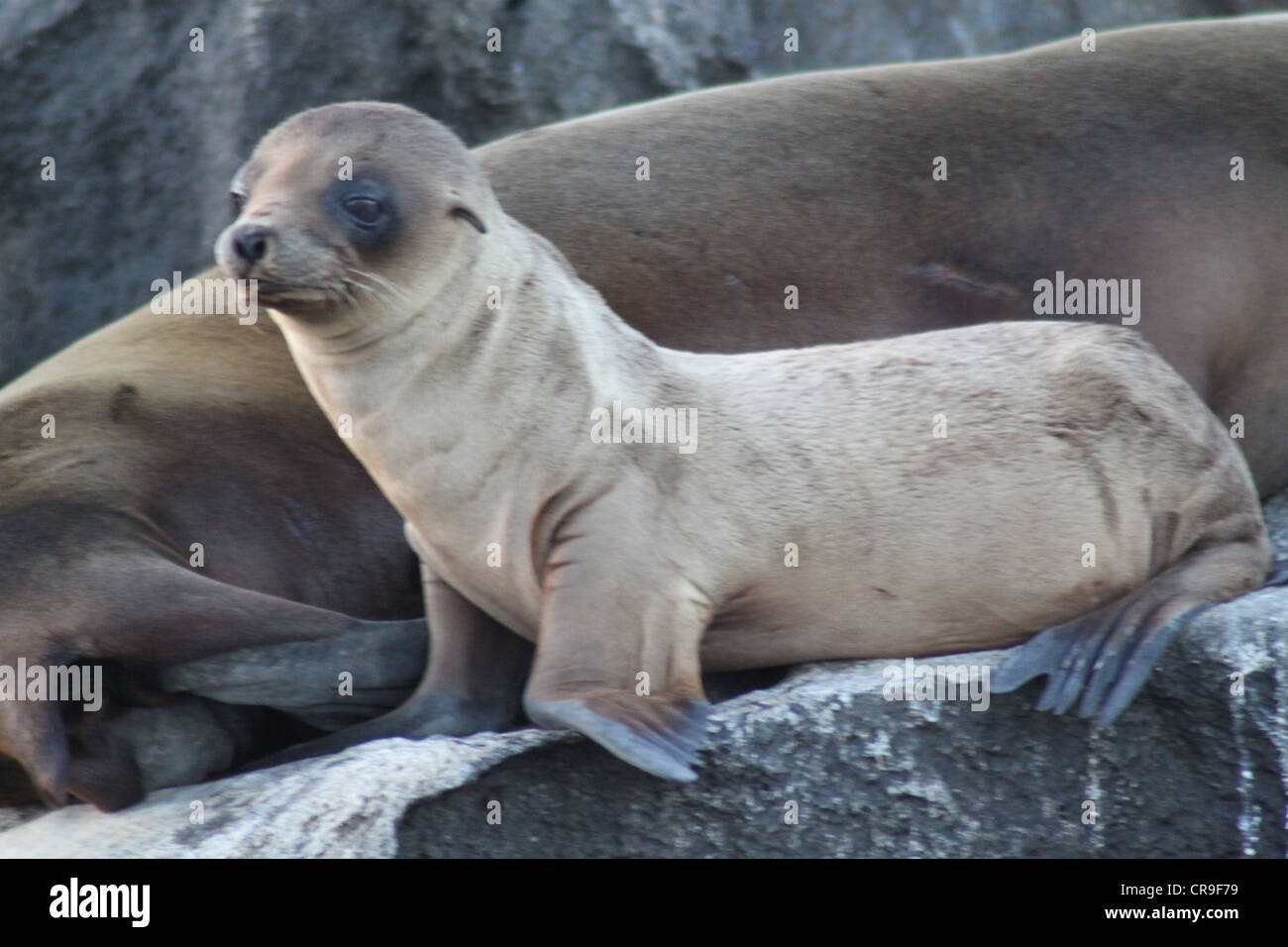 Bébé phoque Banque de photographies et d’images à haute résolution - Alamy