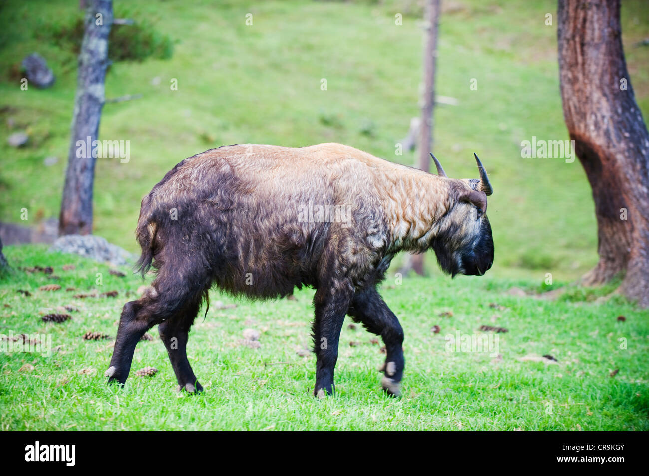 National animal of bhutan Banque de photographies et d’images à haute ...
