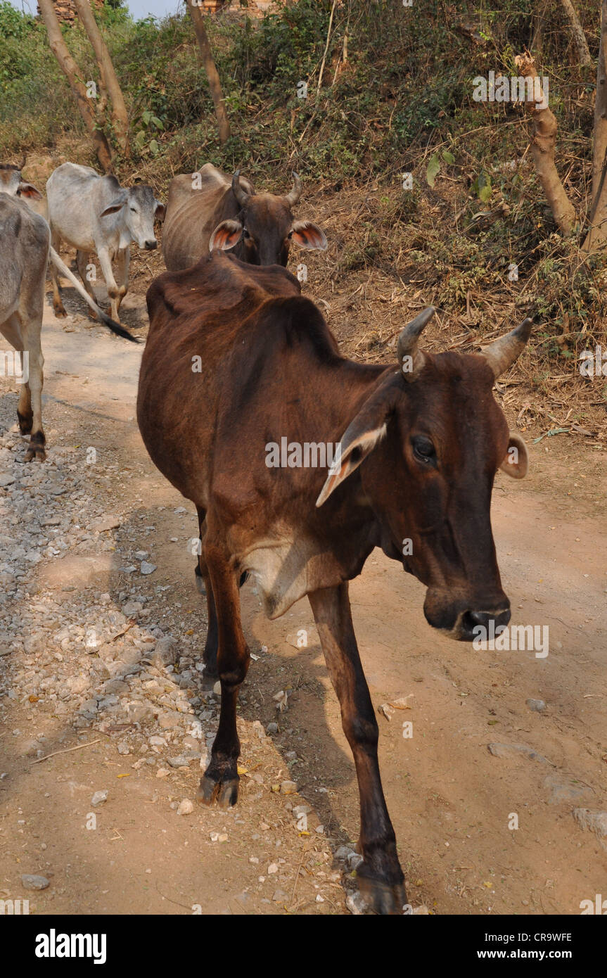 Vache brune maigre Banque de photographies et d’images à haute ...