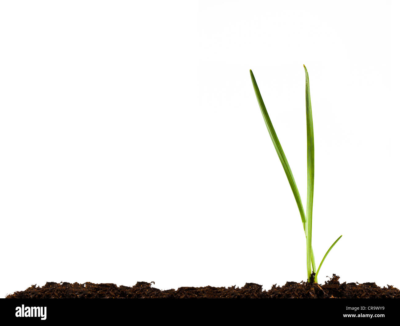 Pousse en croissance Banque de photographies et d’images à haute ...