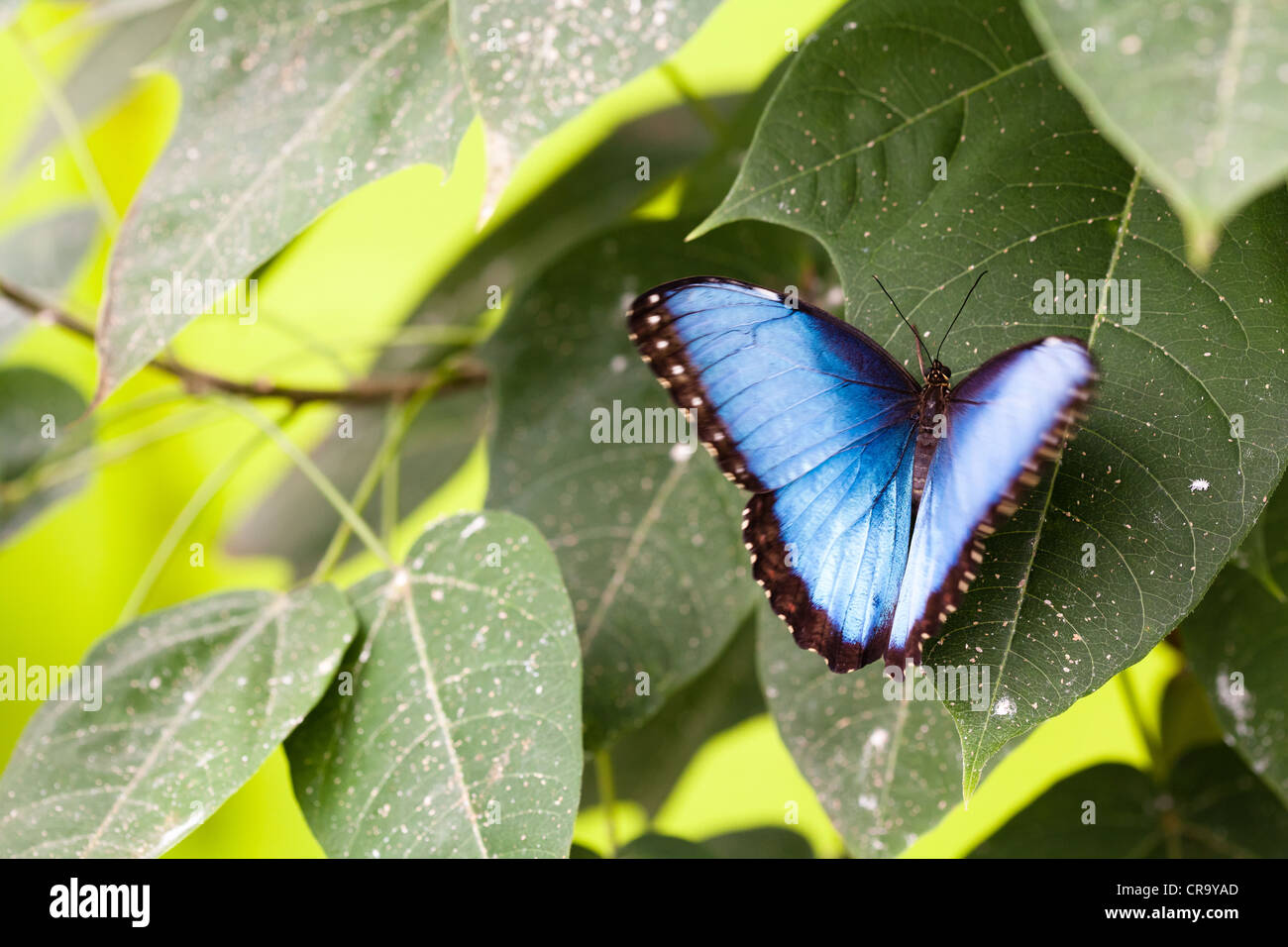 Papillon morpho bleu peleides Banque de photographies et d’images à haute résolution - Alamy