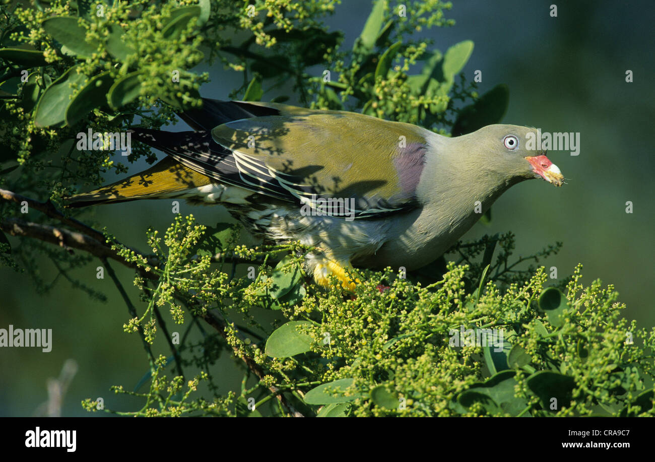 Pigeon vert africain Banque de photographies et d’images à haute ...