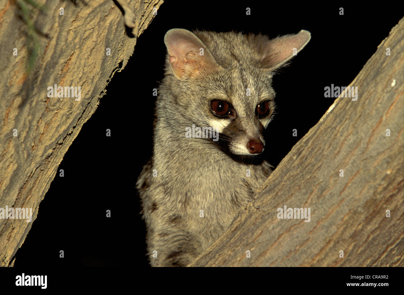 Genette commune Banque de photographies et d’images à haute résolution ...