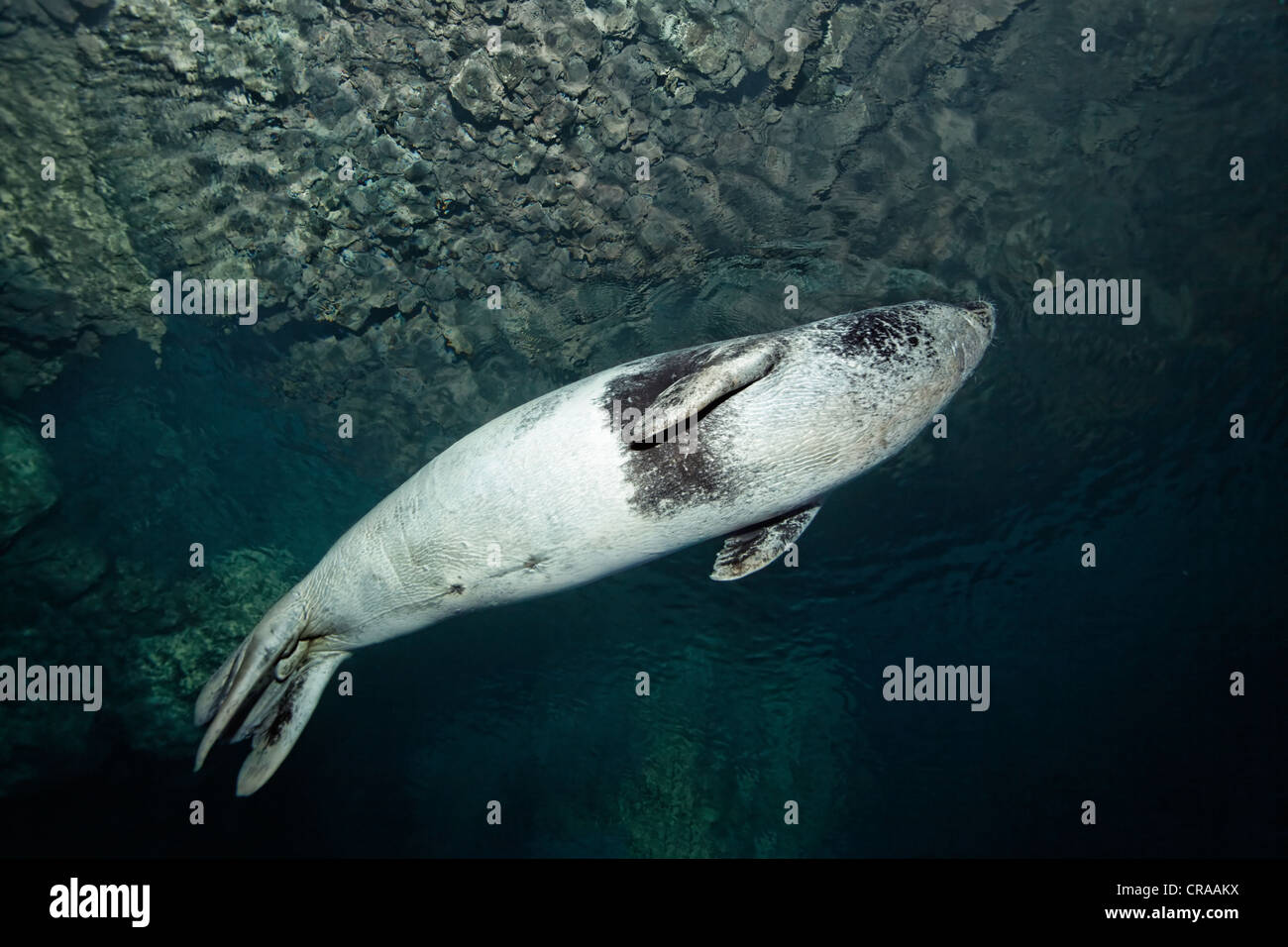 Phoque moine de Méditerranée (Monachus monachus), espèce en voie de ...