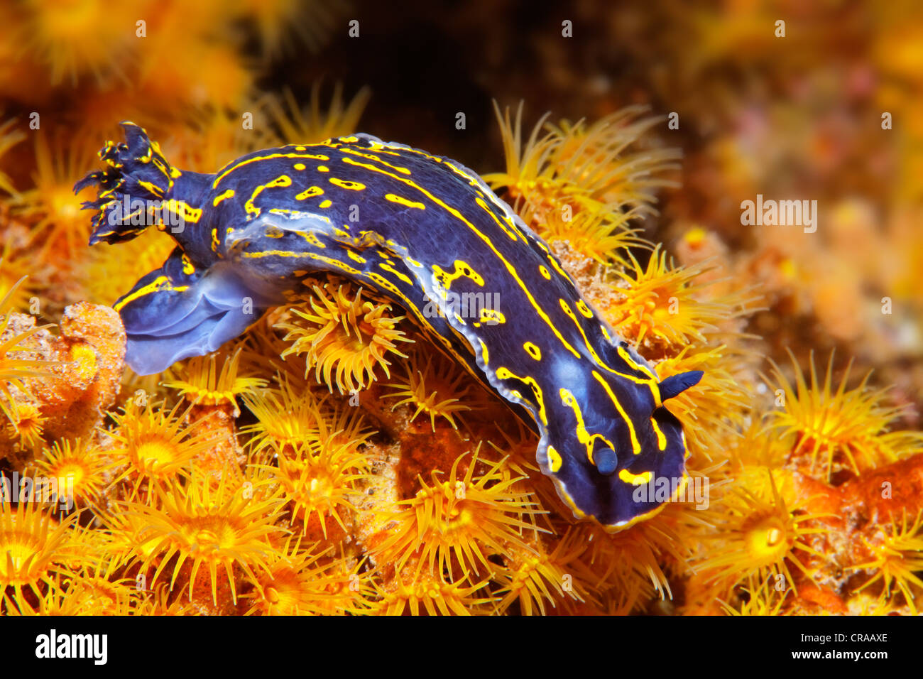 Limace de mer ou Hypseltodoris Dorid Nudibranch (Cantabrie), sur un ...