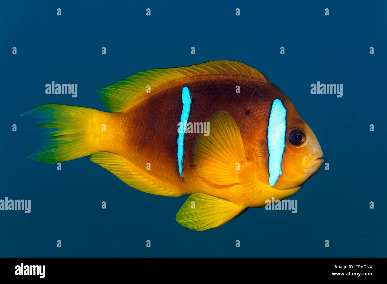 Mer Rouge poissons clowns ou poisson clown (Amphiprion bicinctus), de ...