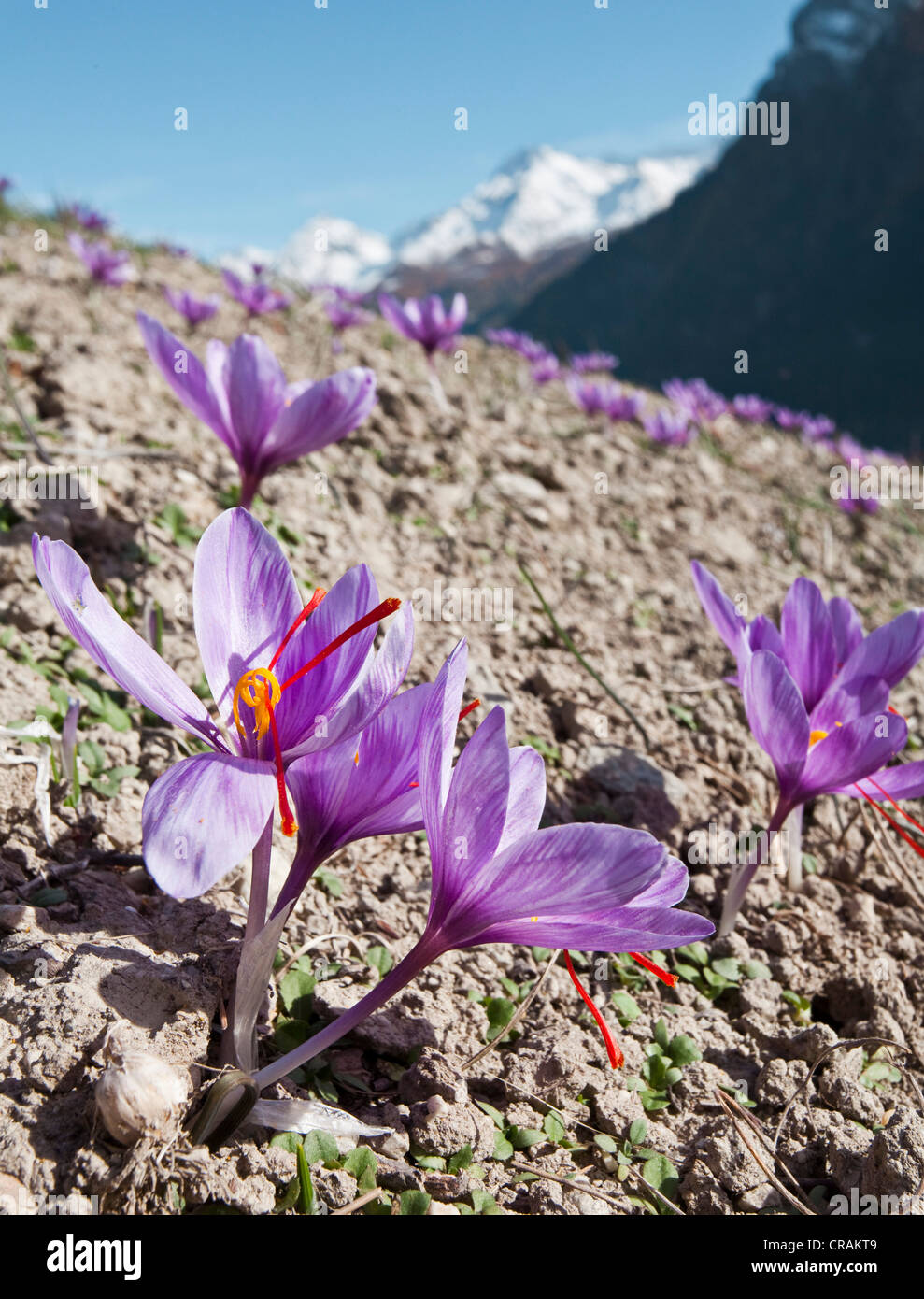 Blooming crocus safran (Crocus sativus) sur le petit champs de safran ...