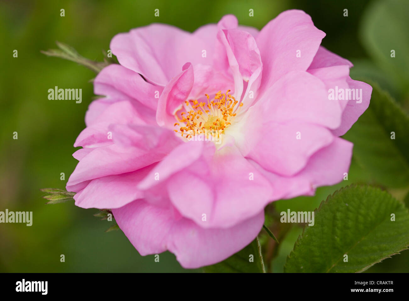 Fleur d'une floraison de roses de Damas (Rosa Damascena) dans la vallée ...