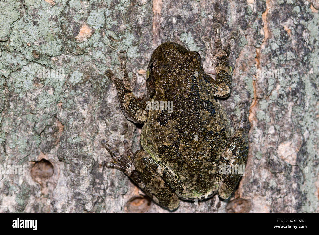 Hyla versicolor grenouille Banque de photographies et d’images à haute ...