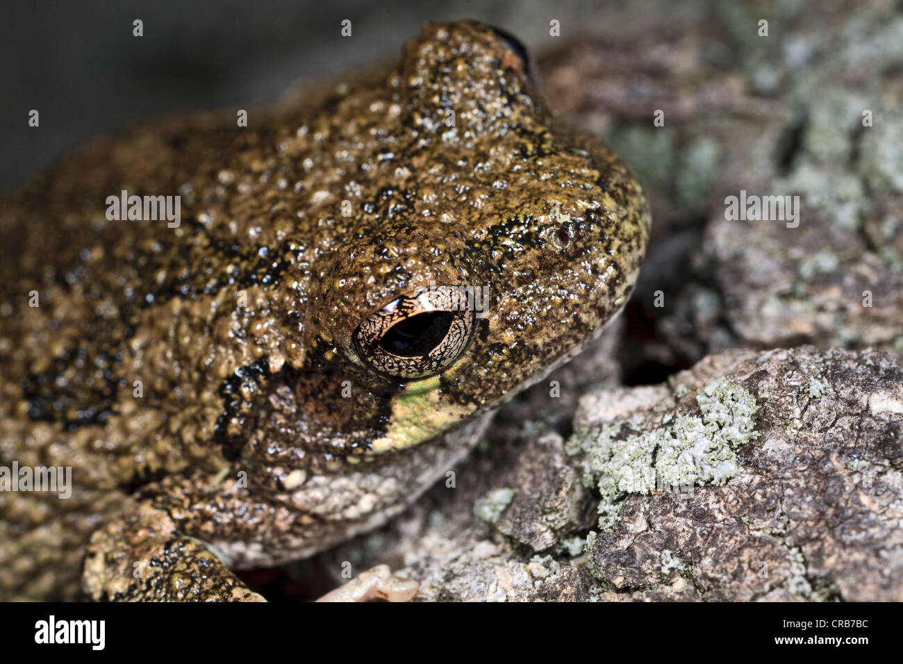 Amphibien hyla versicolor Banque de photographies et d’images à haute ...