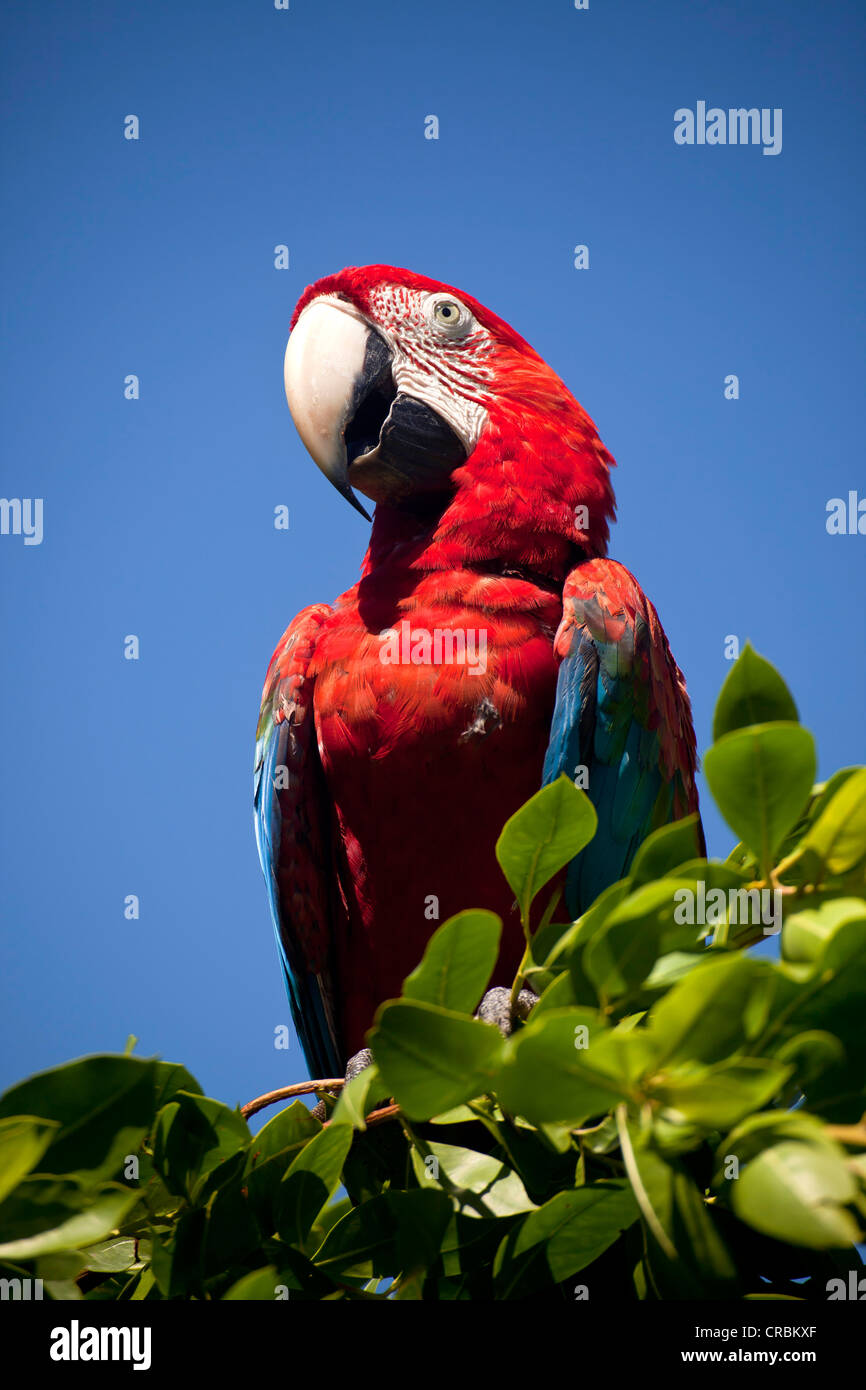 Bocas del toro Banque de photographies et d’images à haute résolution ...