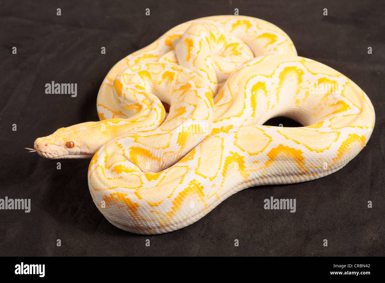 Reticulated python Banque de photographies et d’images à haute ...