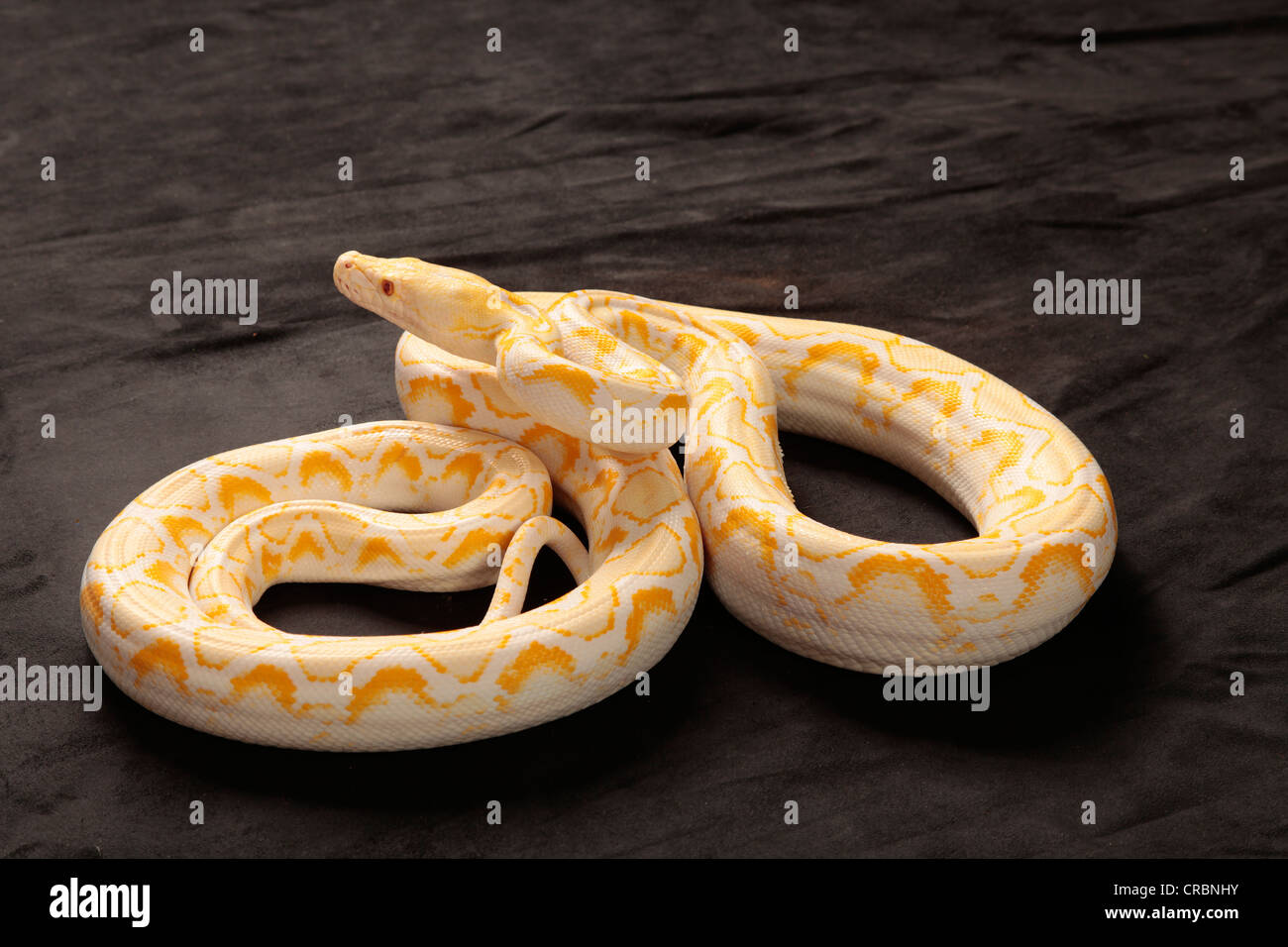 Albino reticulated python Banque de photographies et d’images à haute ...