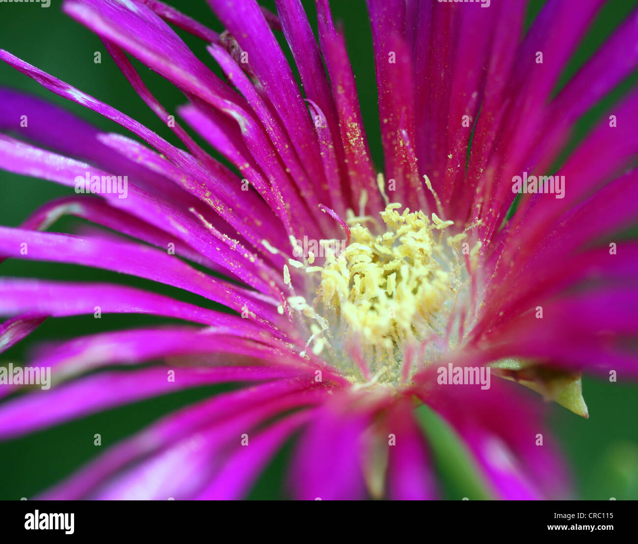 Lampranthus spectabilis Banque de photographies et d’images à haute ...