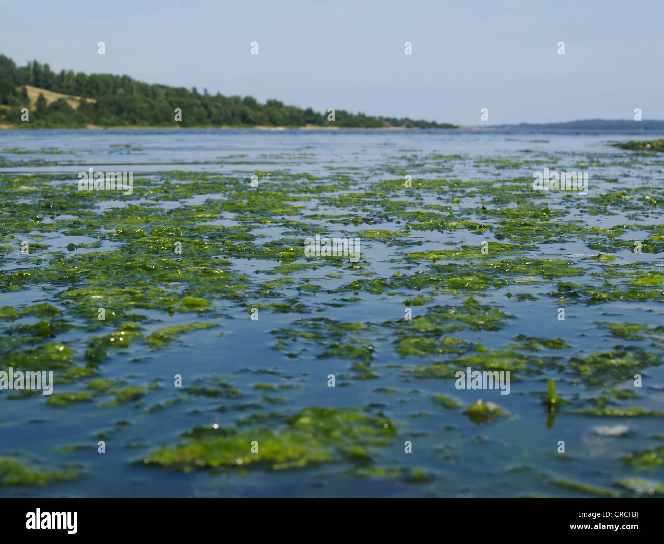 Enteromorpha spec Banque de photographies et d’images à haute ...