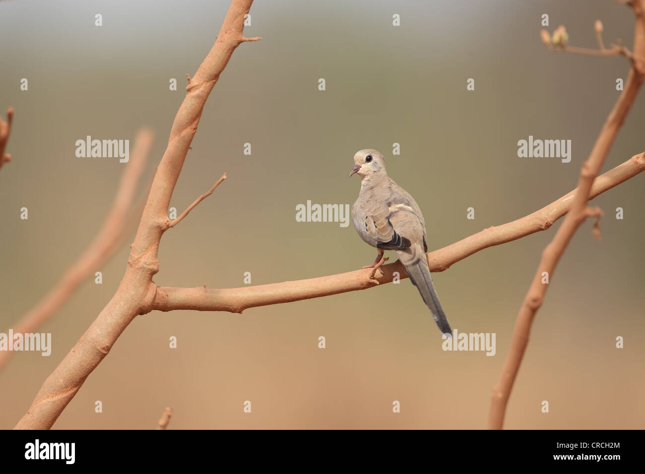 Oena capensis capensis Banque de photographies et d’images à haute ...