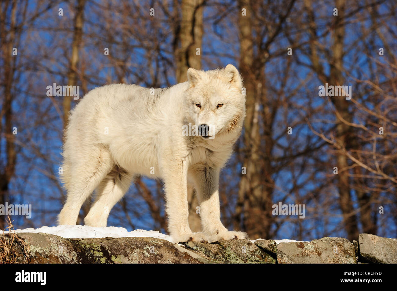 Le loup arctique, le loup polaire ou White wolf (Canis lupus arctos ...
