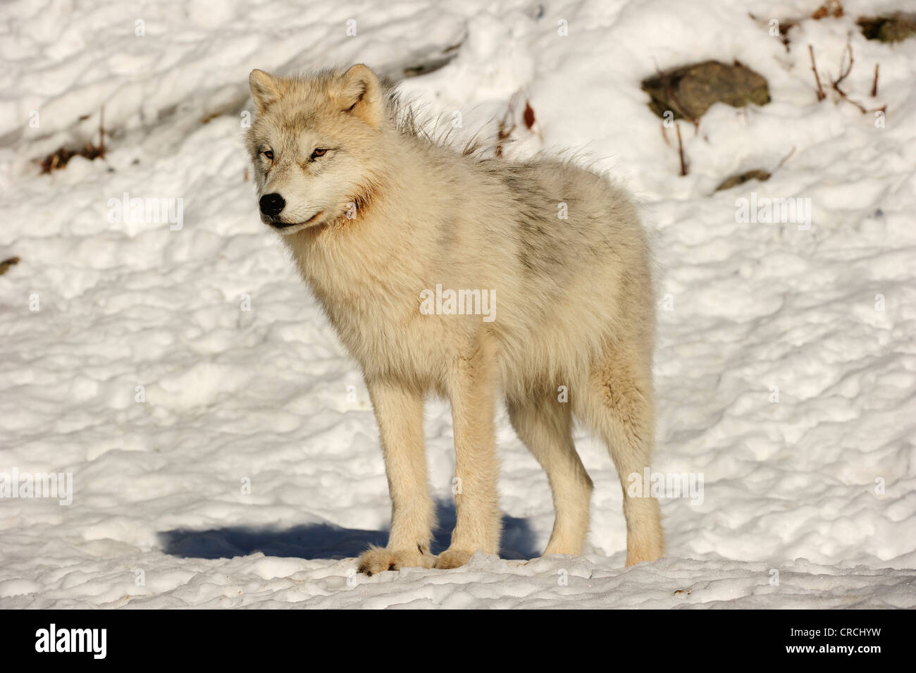 Loups polaires Banque de photographies et d’images à haute résolution ...