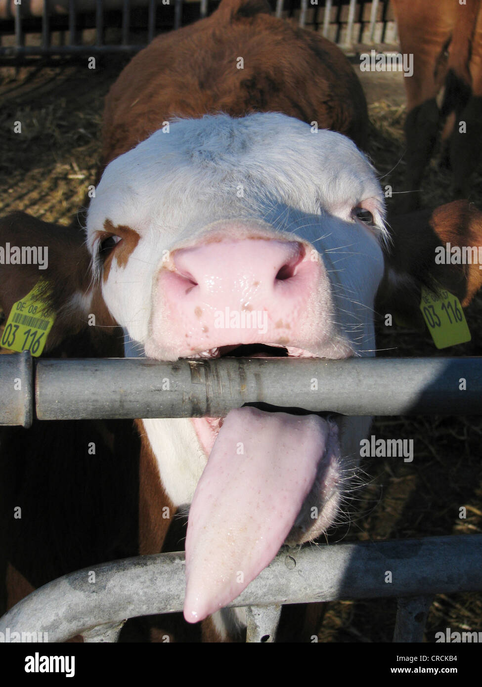 Cattle poking tongue out Banque de photographies et d’images à haute ...