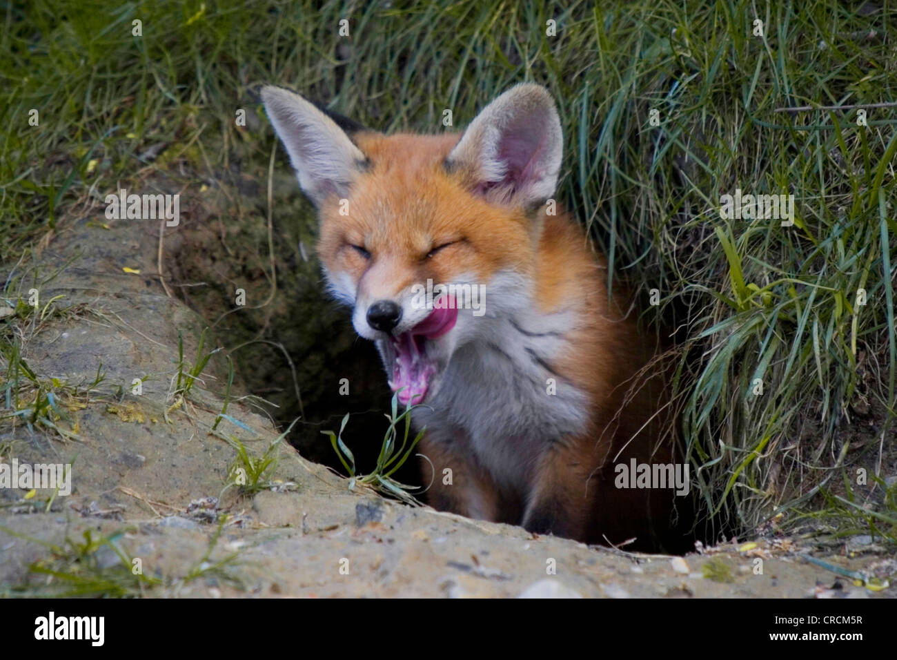 Vulpes vulpes jeune renard roux Banque de photographies et d’images à ...
