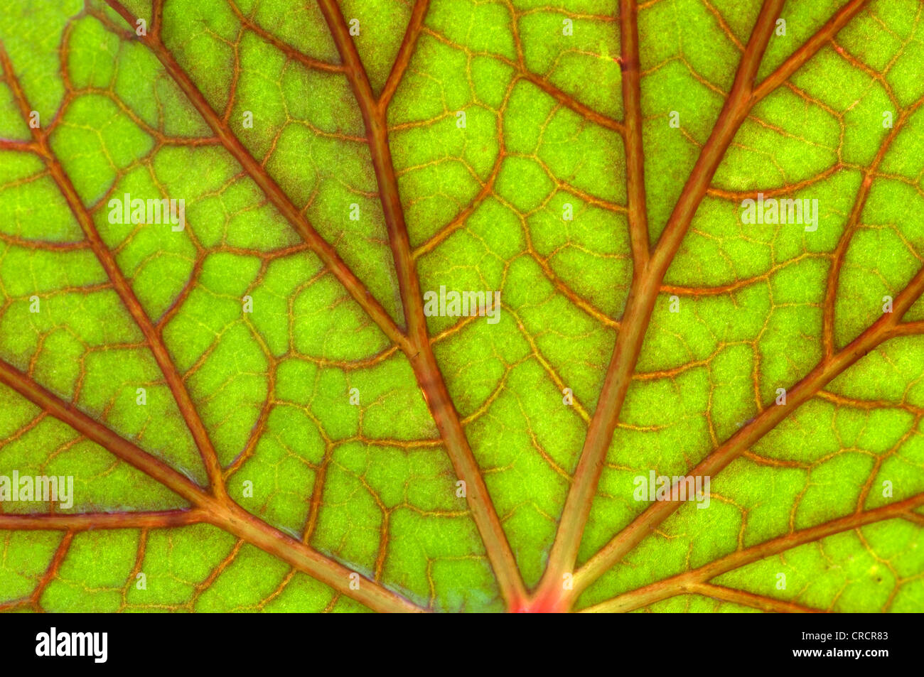 Structure des nervures des feuilles Banque de photographies et d’images ...