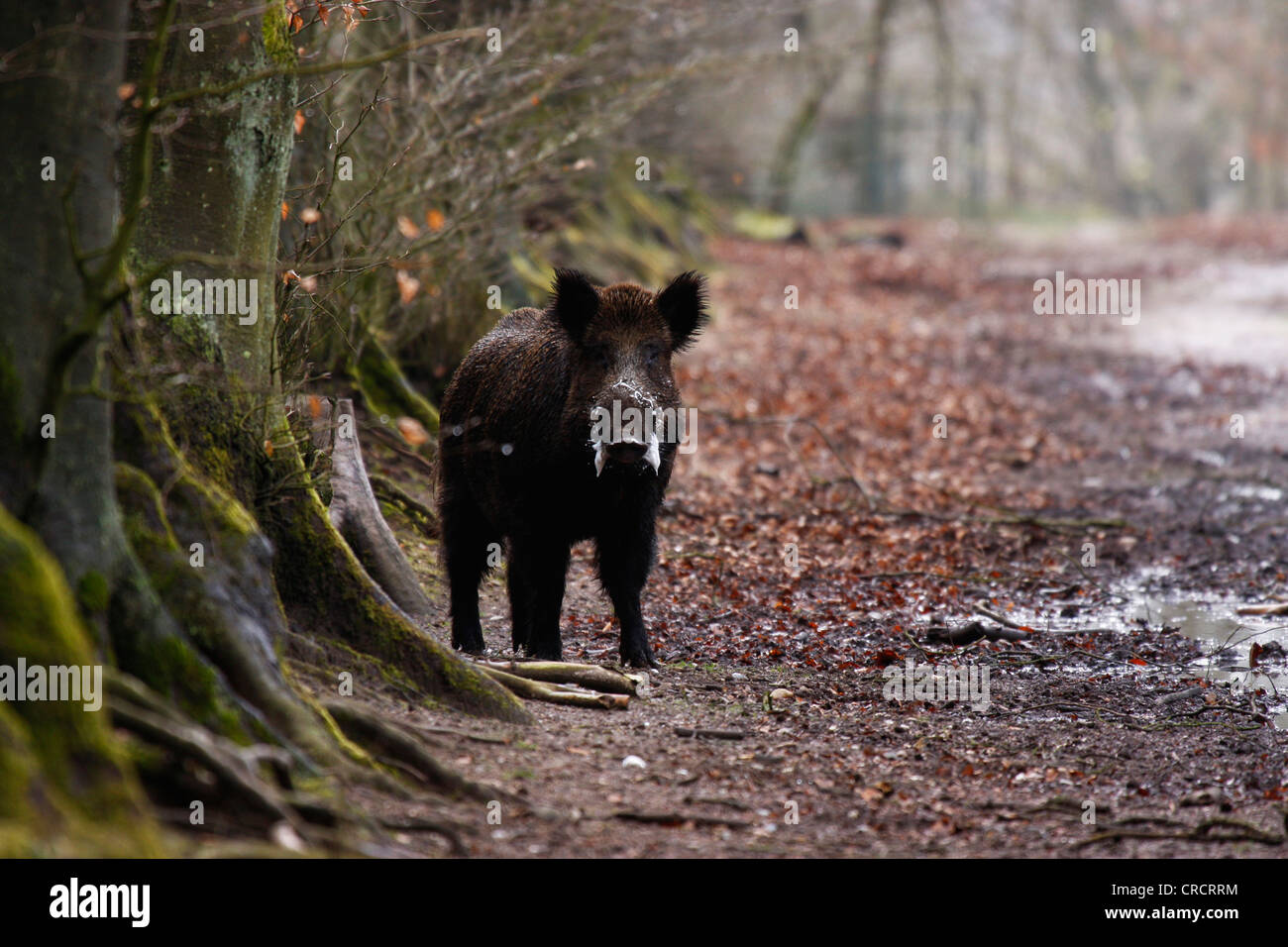 Accouplement des porcs Banque de photographies et d’images à haute ...