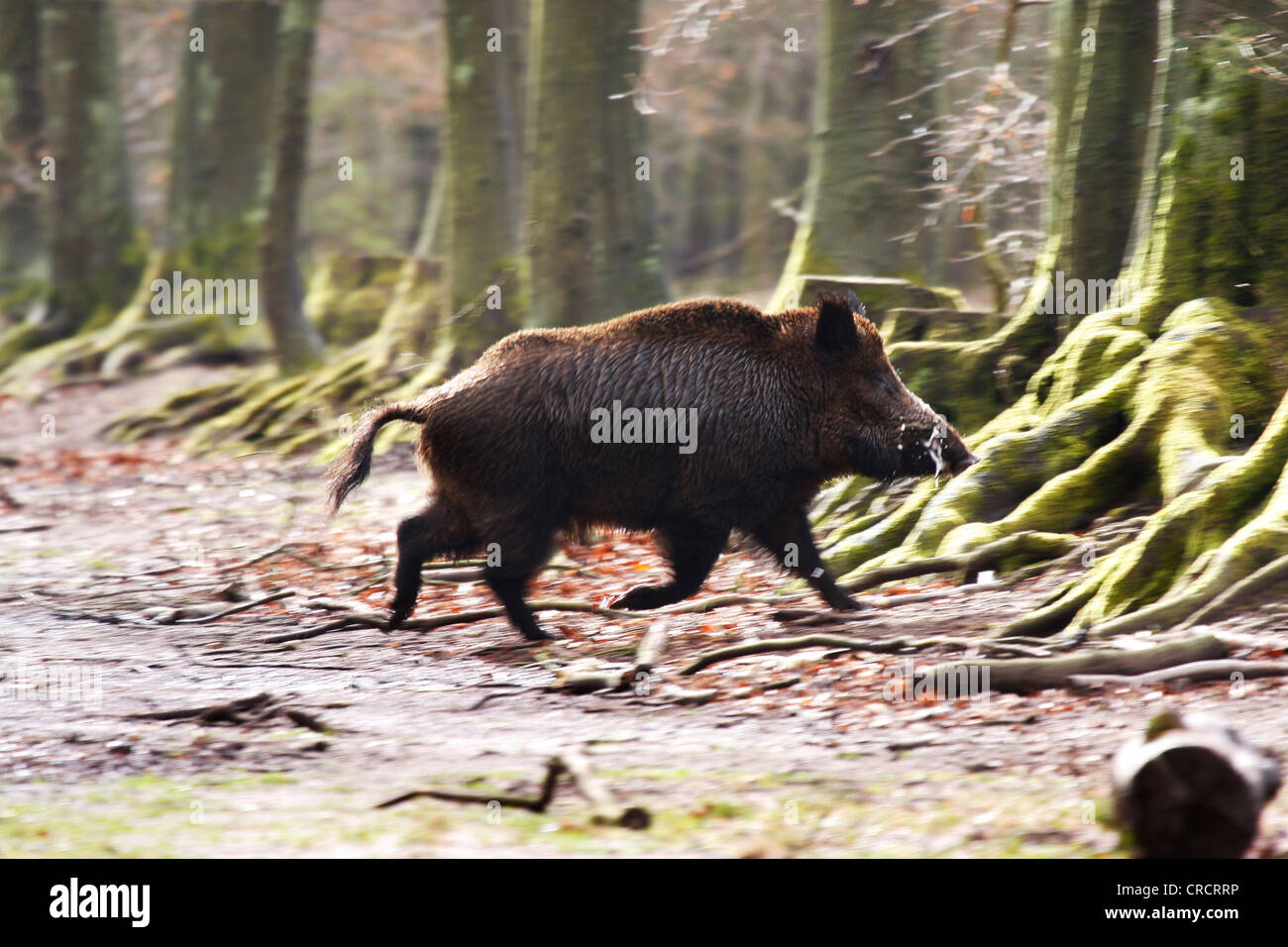 Accouplement des porcs Banque de photographies et d’images à haute ...