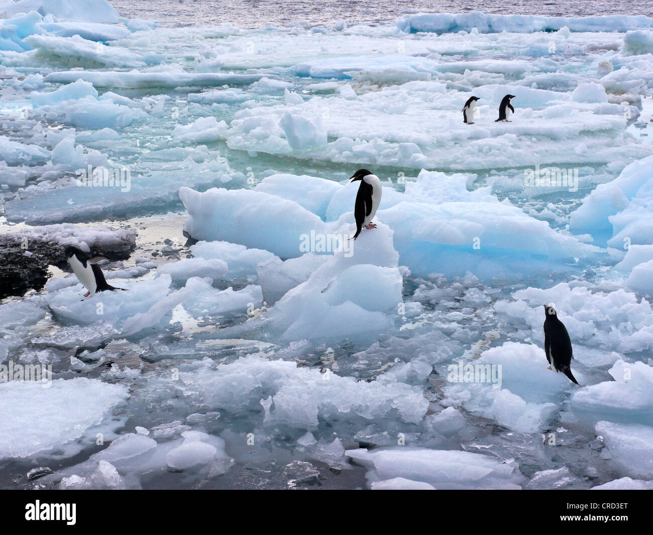 Pingouins sur la banquise Banque de photographies et d’images à haute ...