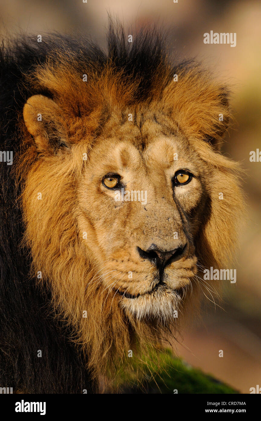 Male lion portrait Banque de photographies et d’images à haute ...