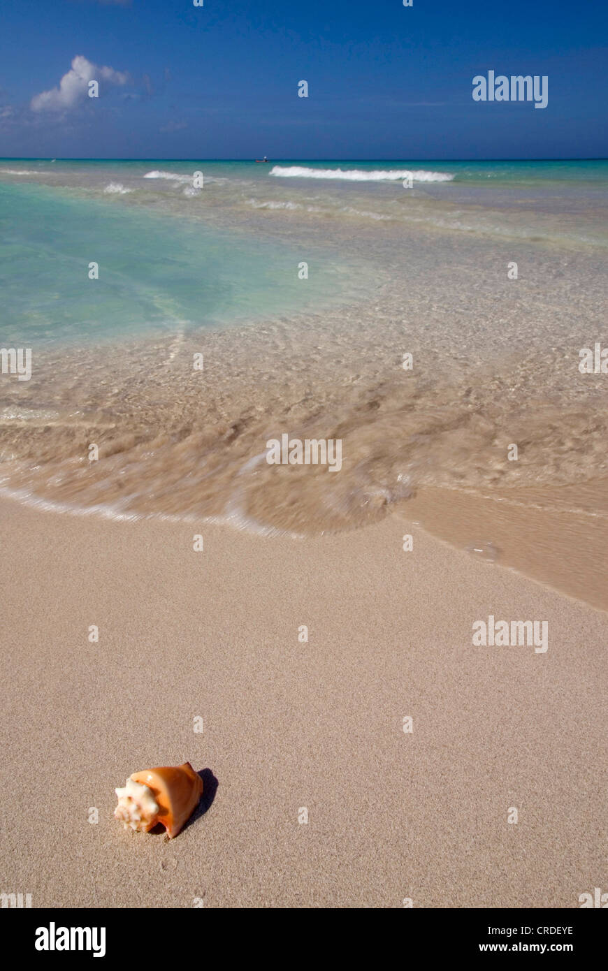 Conques (Conques, vrai conques) (Strombidae), snail-shell sur la plage ...