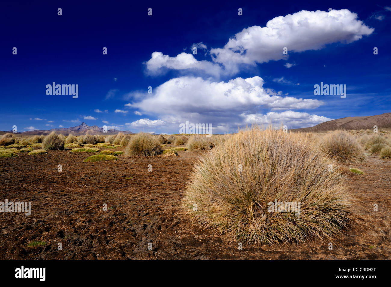 Ichu grass Banque de photographies et d’images à haute résolution - Alamy