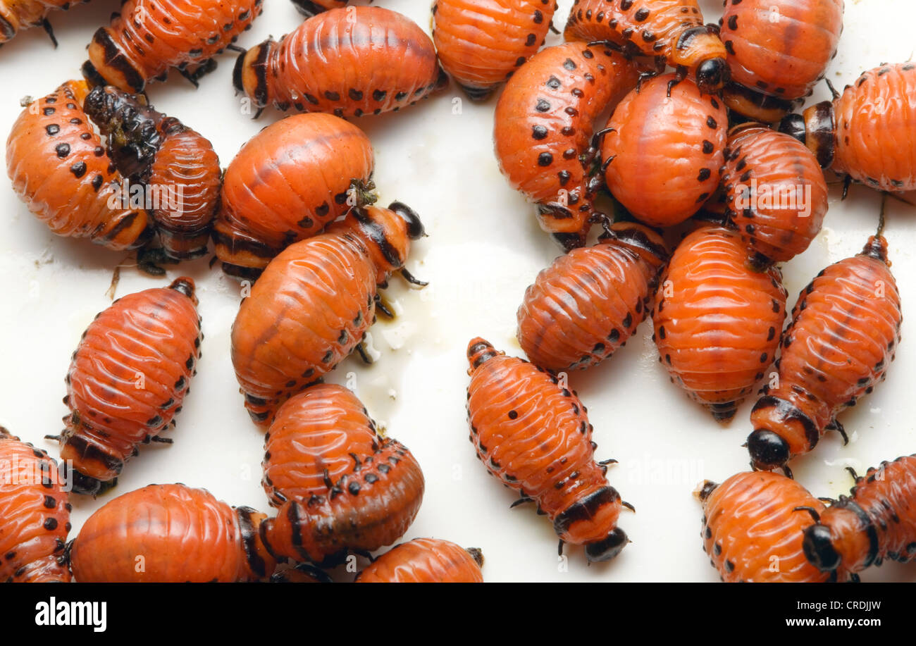 Doryphore polyclète Banque de photographies et d’images à haute ...