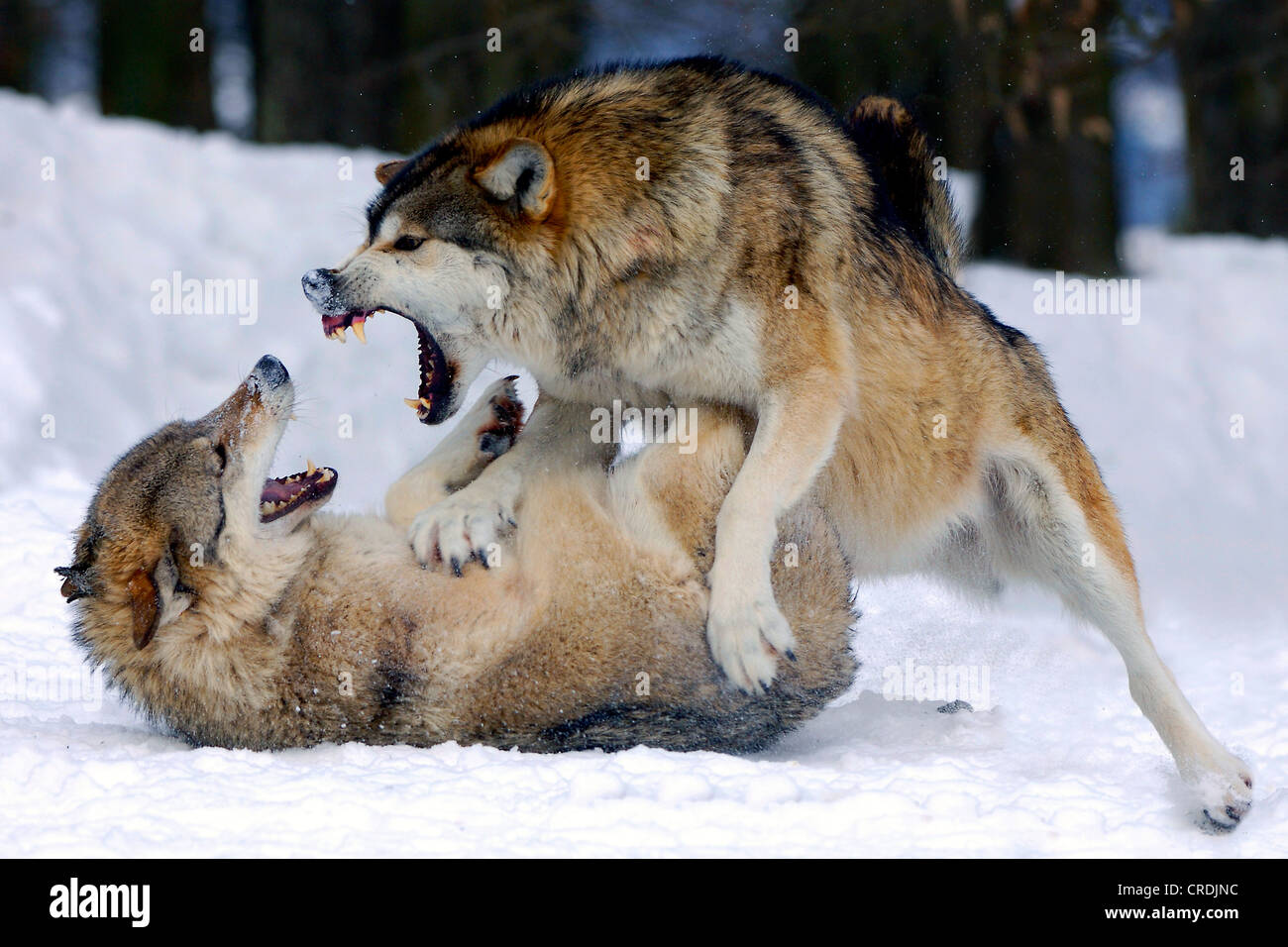 Le loup (Canis lupus lycaon), deux combats particuliers, Allemagne Photo Stock - Alamy