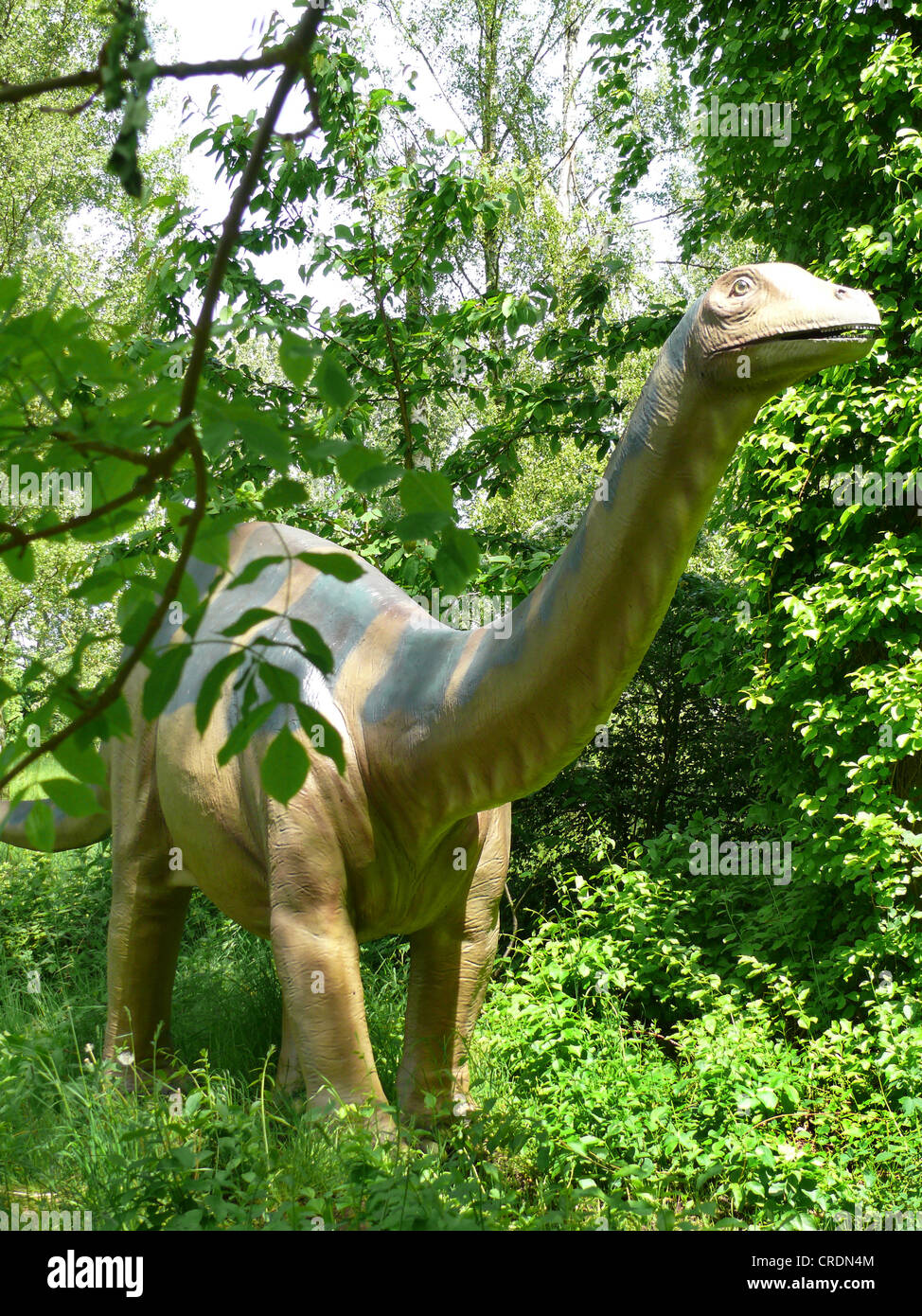 L'Apatosaurus Apatosaurus, Brontosaurus (, Brontosaure), portrait Photo ...